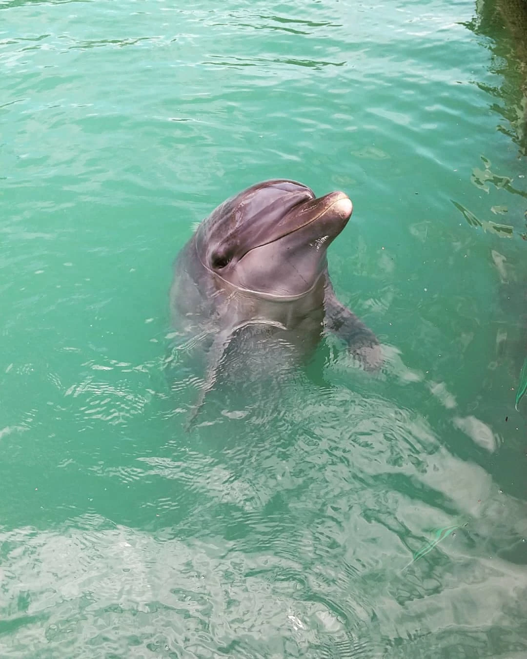 Ann (MGV) | Captive Cetaceans Wiki | Fandom