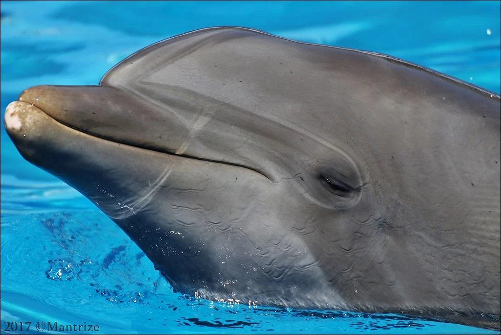 Samantha (MSQ) | Captive Cetaceans Wiki | Fandom