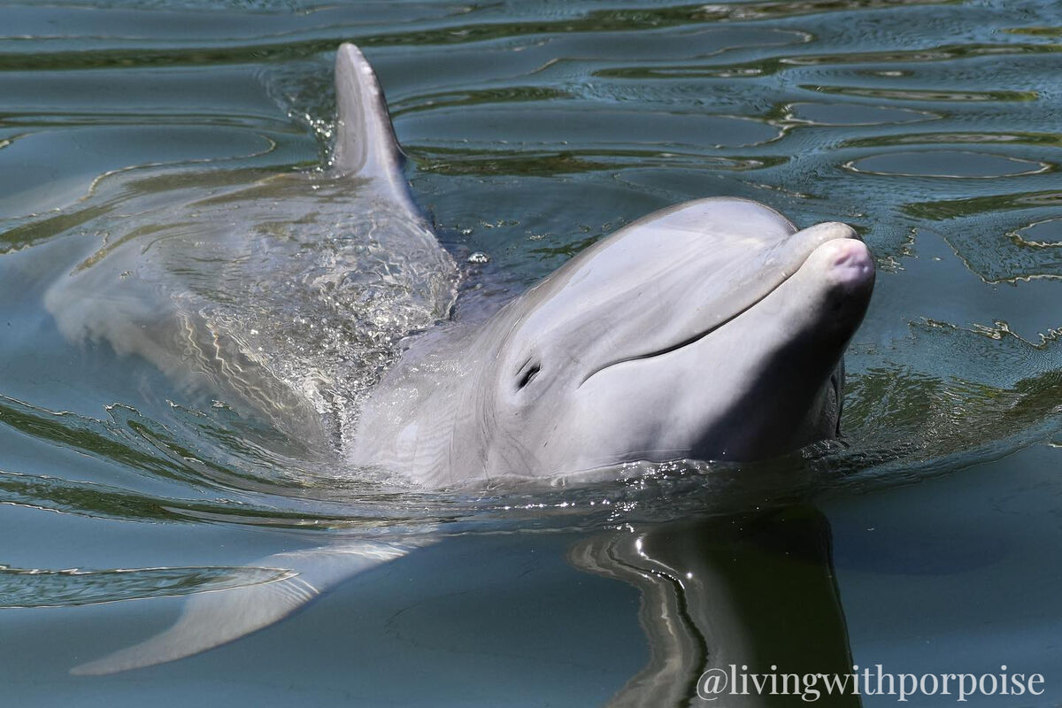 Dinghy Dpmmr Captive Cetaceans Wiki Fandom