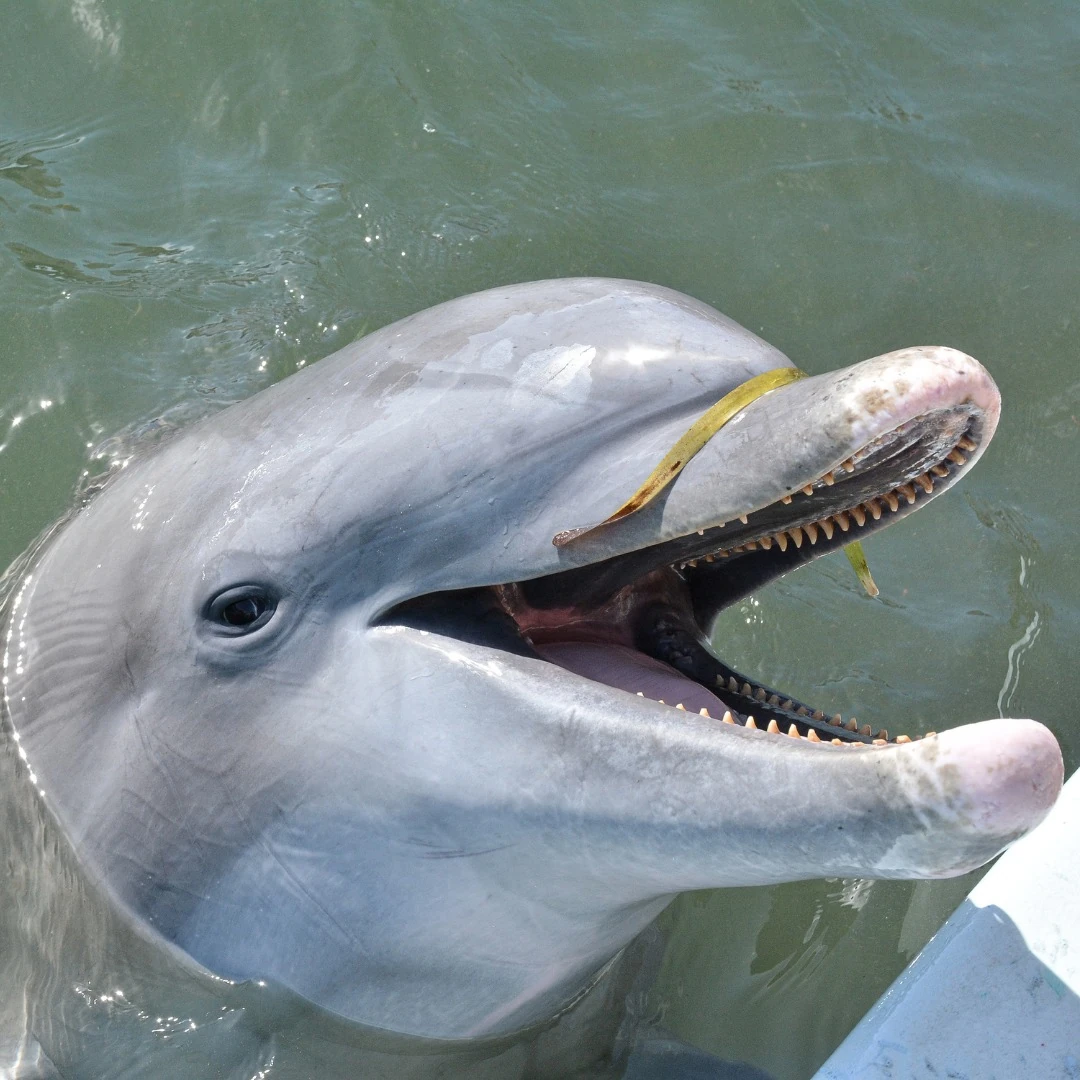 Pax (DRC) | Captive Cetaceans Wiki | Fandom