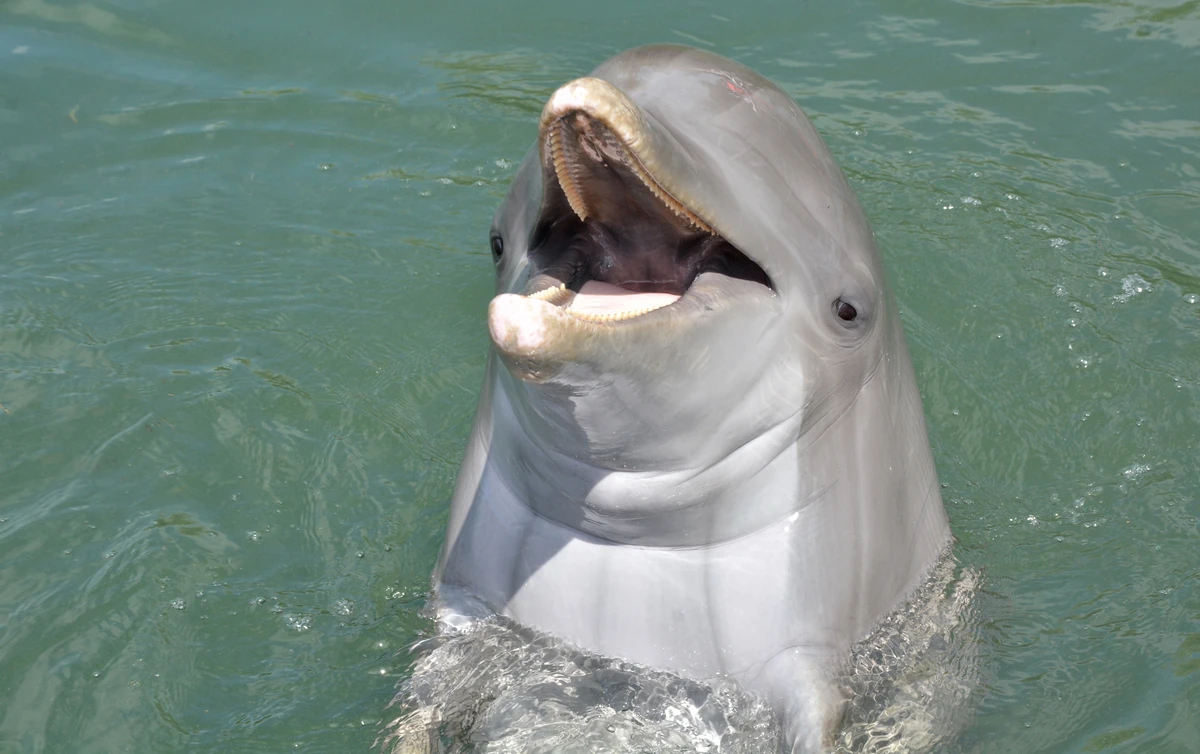 Gambit (DRC) | Captive Cetaceans Wiki | Fandom