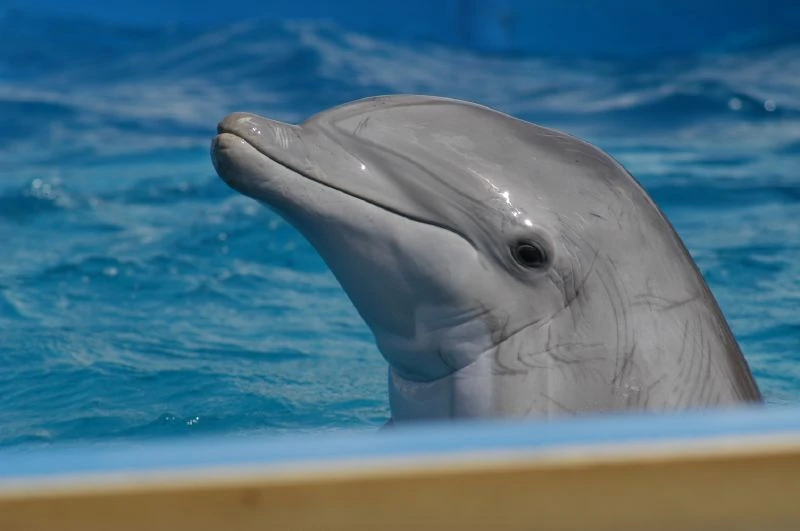 Sundance II (SWF) | Captive Cetaceans Wiki | Fandom