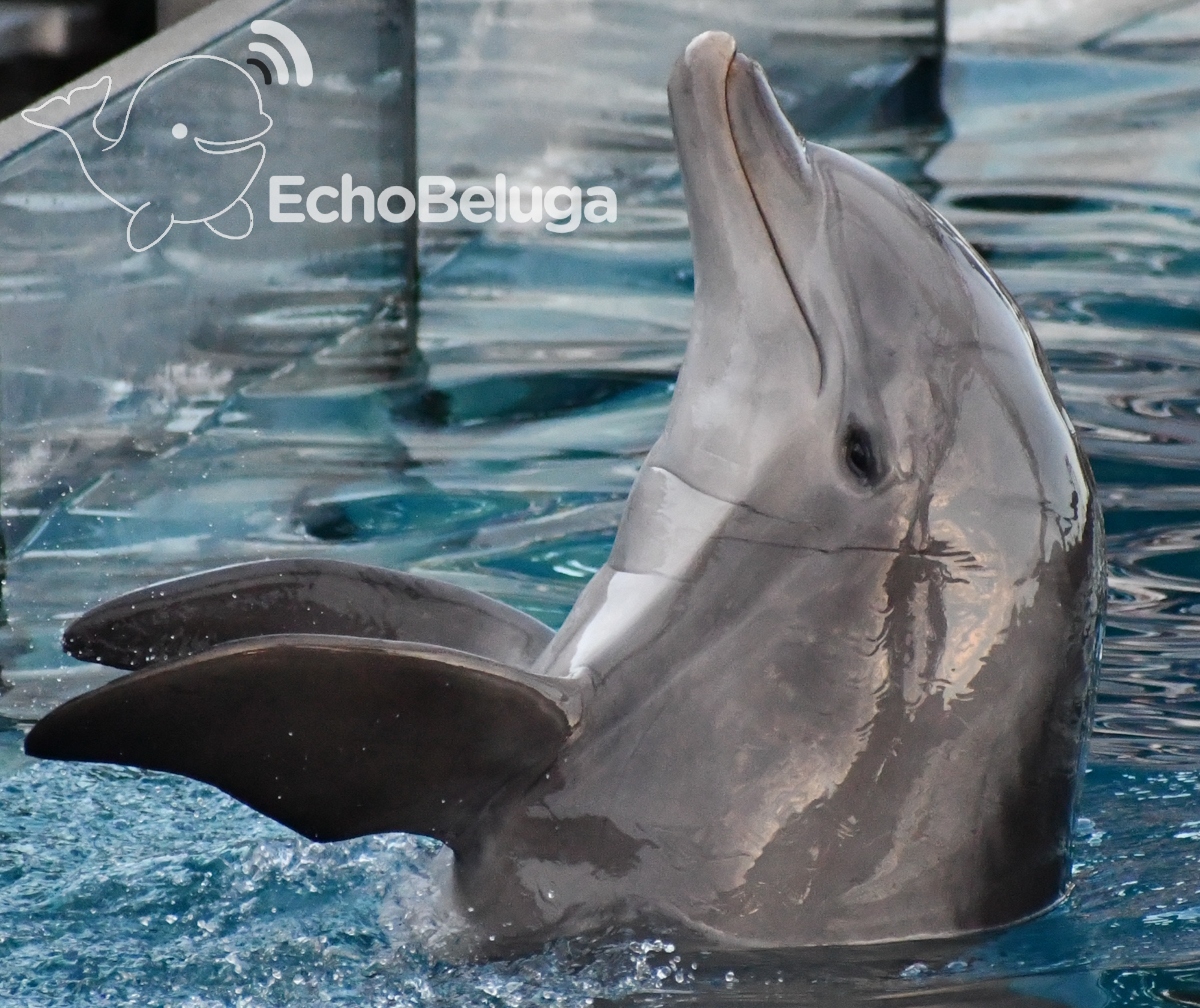 Zana (SWC) | Captive Cetaceans Wiki | Fandom Zana (SWC) | Captive Cetaceans Wiki | Fandom