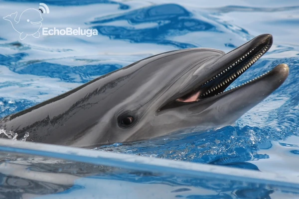 Bullet (SWC) | Captive Cetaceans Wiki | Fandom