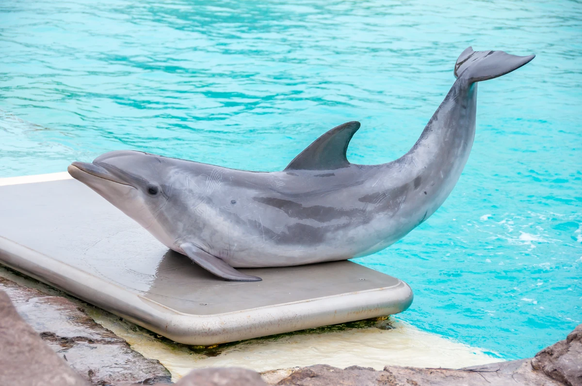 Kali (SWAD) | Captive Cetaceans Wiki | Fandom