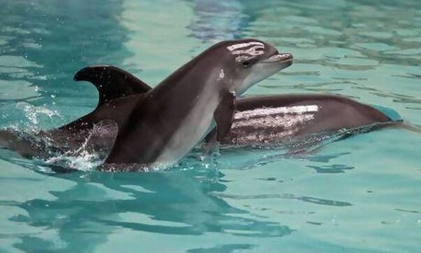 Ksyusha Ddm Captive Cetaceans Wiki Fandom