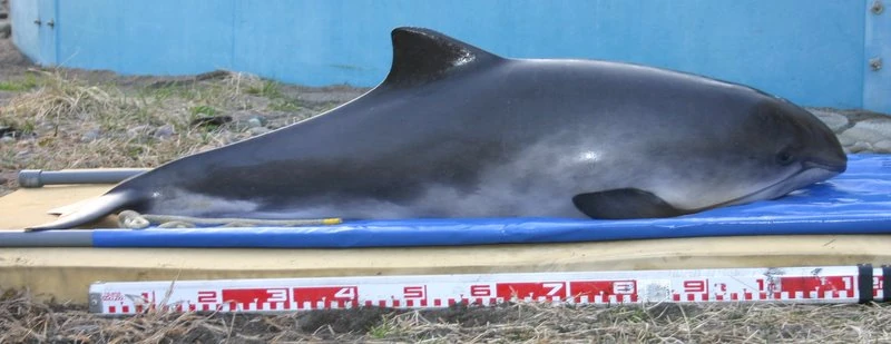 Shun (OTA) | Captive Cetaceans Wiki | Fandom