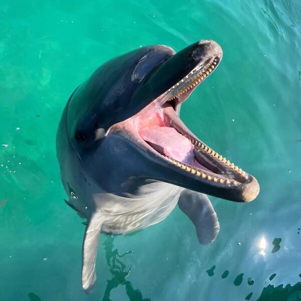 Sunny Rro Captive Cetaceans Wiki Fandom