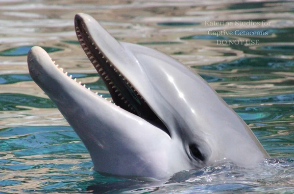 Cooper II (SWT) | Captive Cetaceans Wiki | Fandom