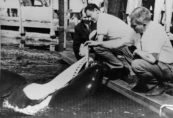 Hyak (VAQ) | Captive Cetaceans Wiki | Fandom