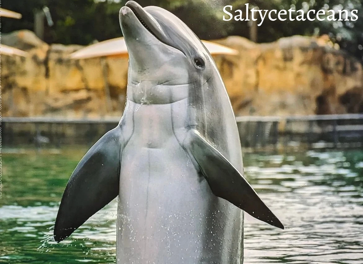 Madison (DC) | Captive Cetaceans Wiki | Fandom