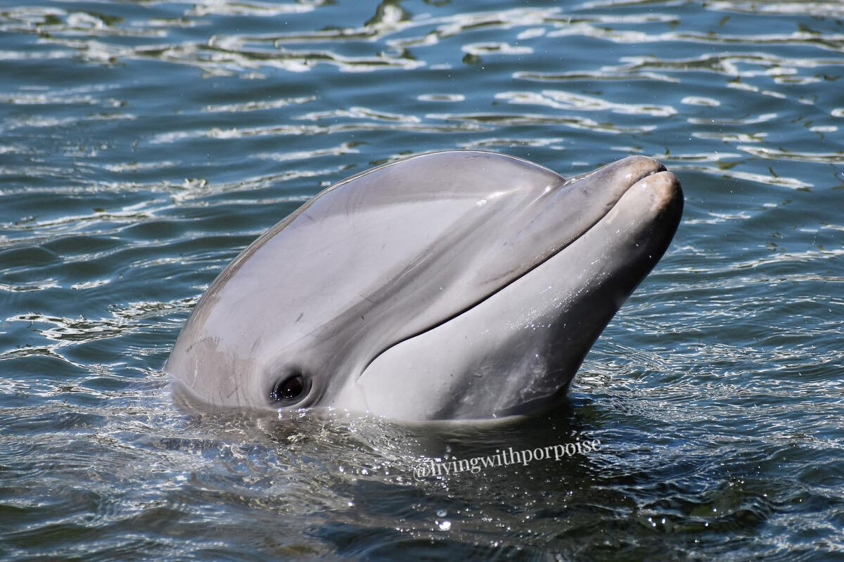 Tug Dpmmr Captive Cetaceans Wiki Fandom