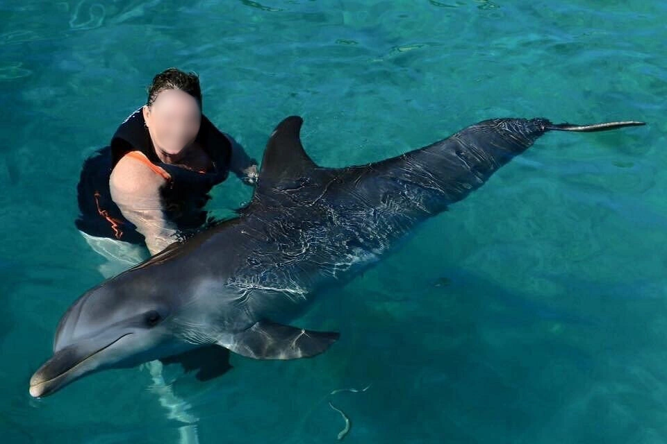 Apollo (DCMB) | Captive Cetaceans Wiki | Fandom