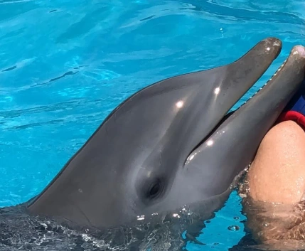 Faith (WMM) | Captive Cetaceans Wiki | Fandom