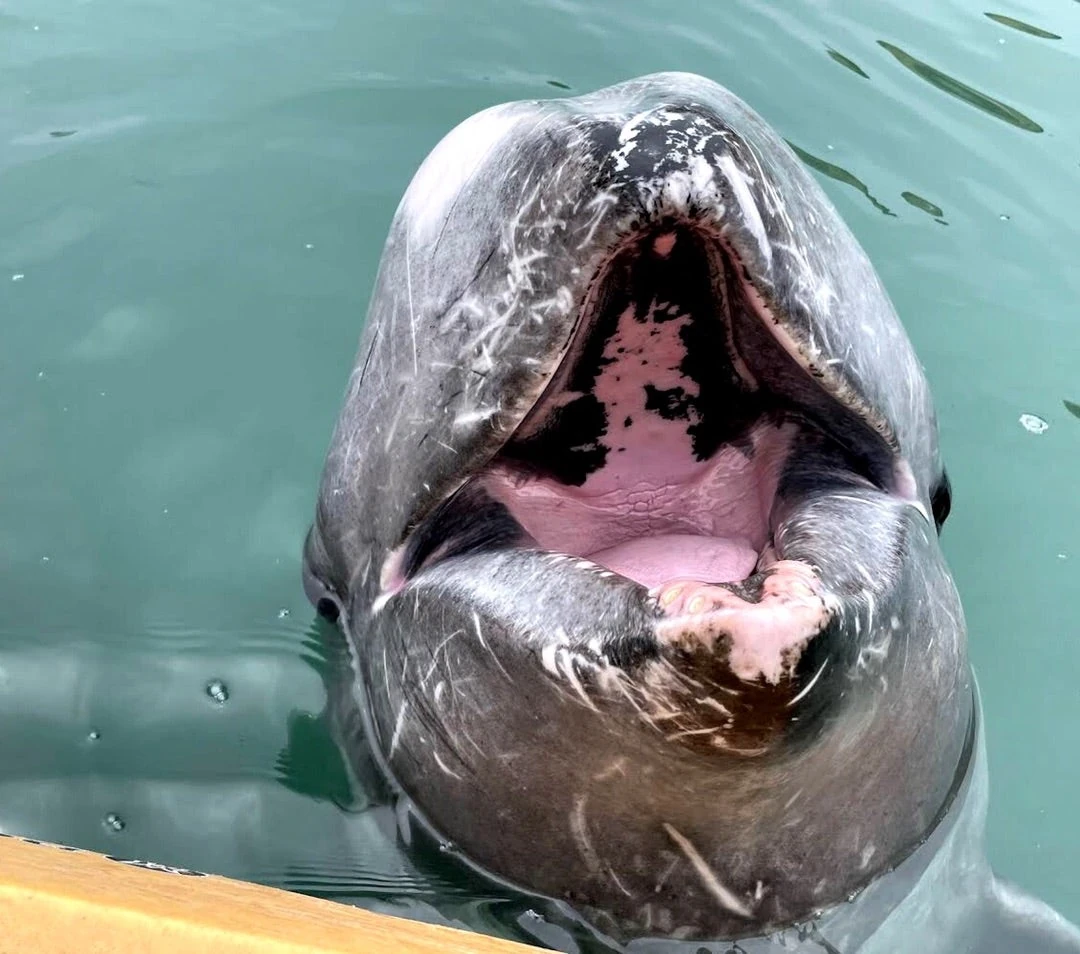 Maron (TWM) | Captive Cetaceans Wiki | Fandom