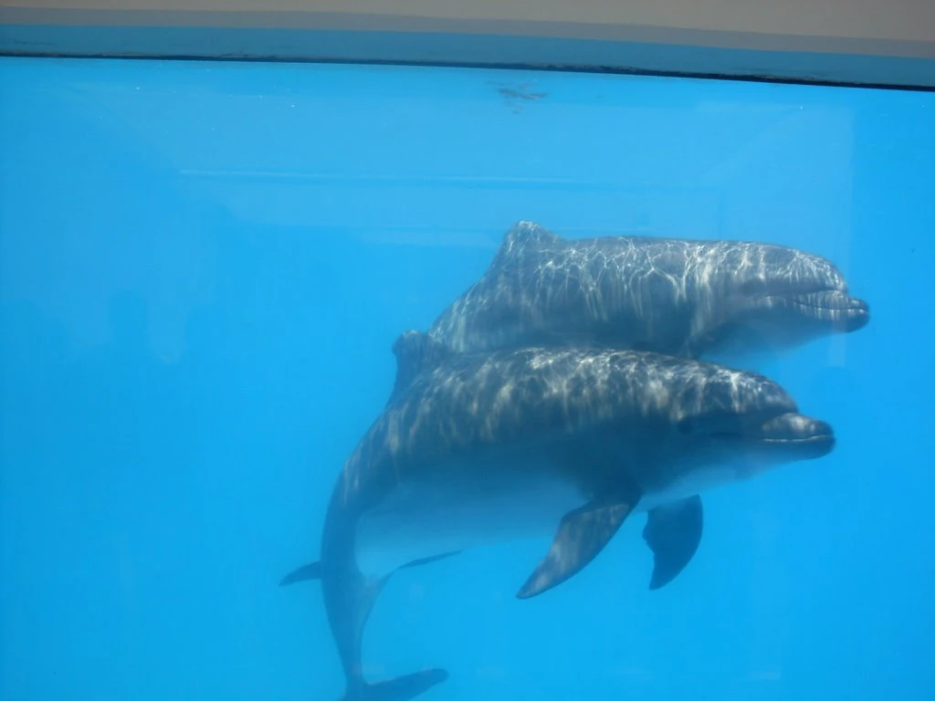 Chirris (DSO) | Captive Cetaceans Wiki | Fandom