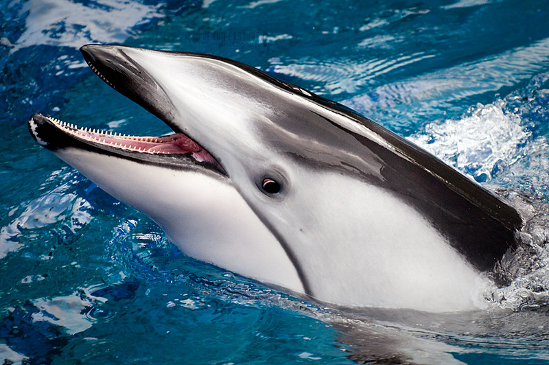 Hana Vaq Captive Cetaceans Wiki Fandom