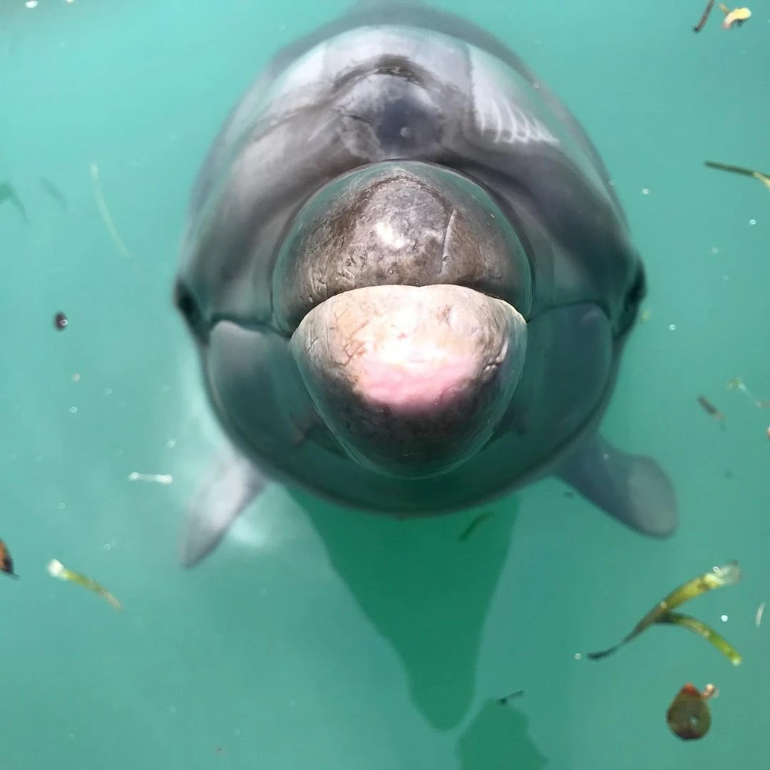 Luna (MGV) | Captive Cetaceans Wiki | Fandom