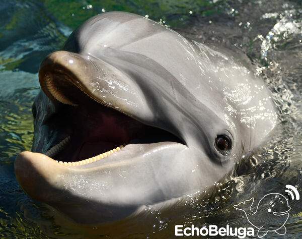 Maui Dc Captive Cetaceans Wiki Fandom