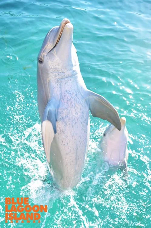 Nina (DE) | Captive Cetaceans Wiki | Fandom