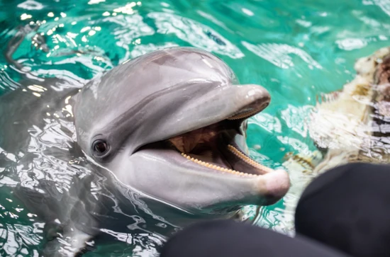 Phebe (GA) | Captive Cetaceans Wiki | Fandom