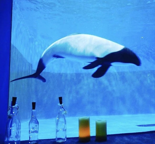 Sarah (SUM) | Captive Cetaceans Wiki | Fandom