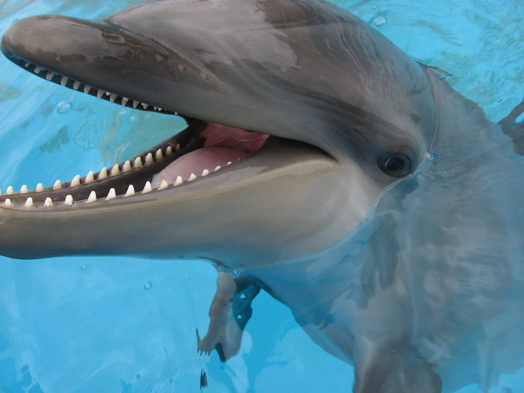 Kawili Kai (SLPH) | Captive Cetaceans Wiki | Fandom