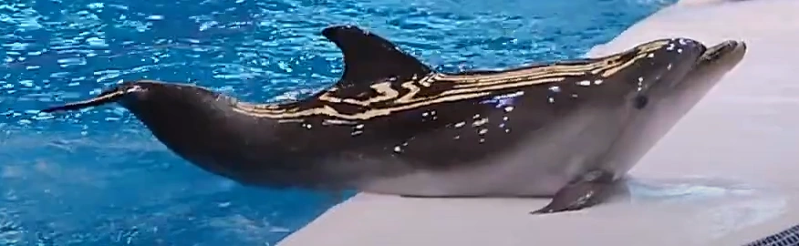 Luna (DDM) | Captive Cetaceans Wiki | Fandom