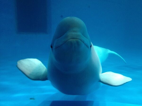 Masha Ksw Captive Cetaceans Wiki Fandom