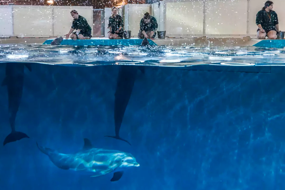 Minnesota Zoo | Captive Cetaceans Wiki | Fandom