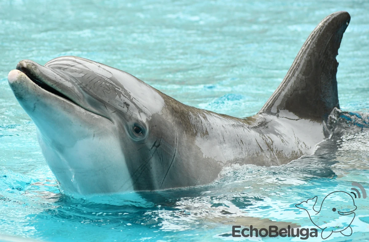 Shadow (TSA) | Captive Cetaceans Wiki | Fandom