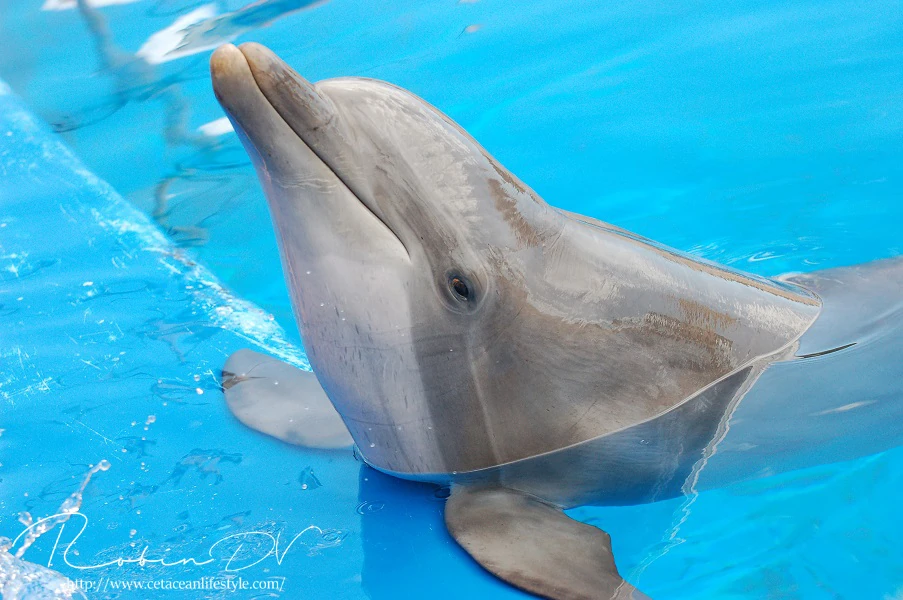 Hector II (ACA) | Captive Cetaceans Wiki | Fandom