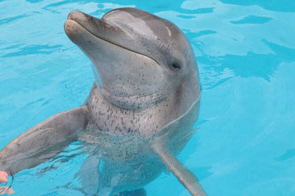 Bucky Dmcp Captive Cetaceans Wiki Fandom