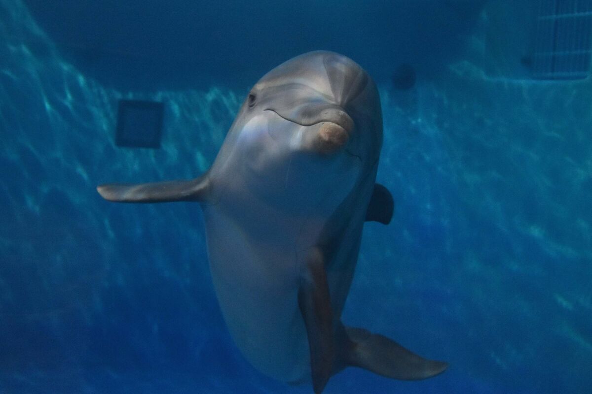 Calypso Indz Captive Cetaceans Wiki Fandom
