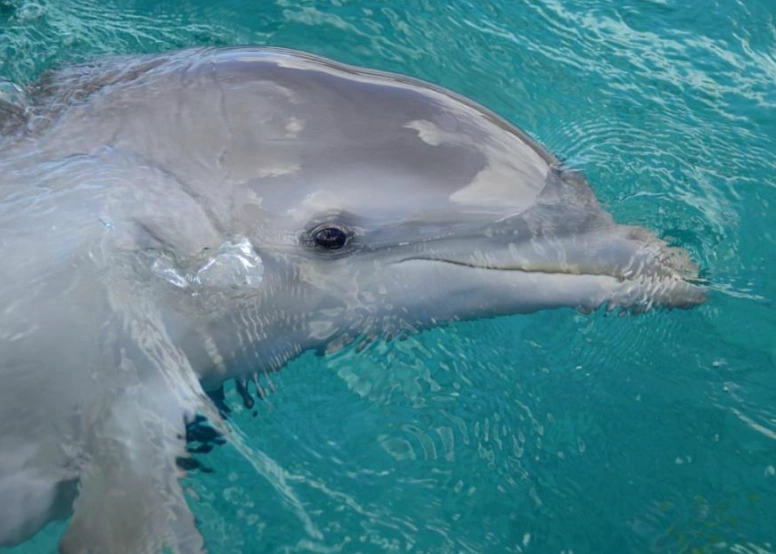 Kayena (DAC) | Captive Cetaceans Wiki | Fandom