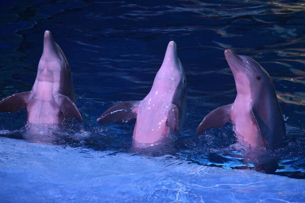 Maui Indz Captive Cetaceans Wiki Fandom
