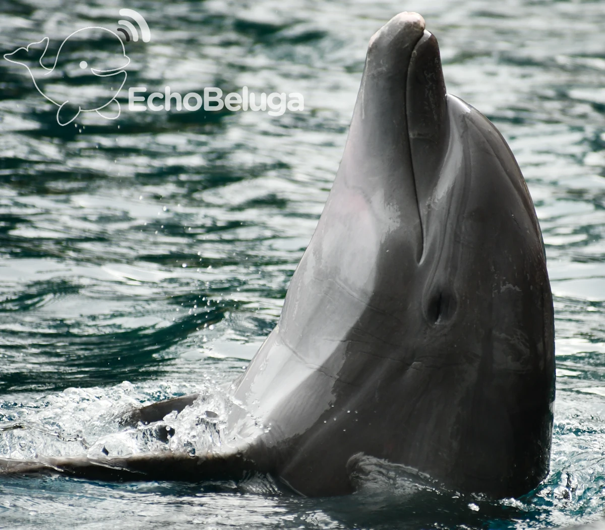 Hutch (SWF) | Captive Cetaceans Wiki | Fandom