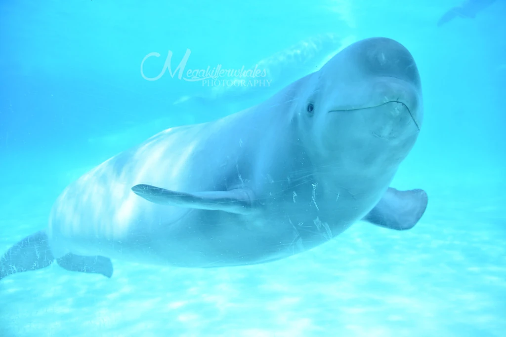 Kharabali (MYA) | Captive Cetaceans Wiki | Fandom