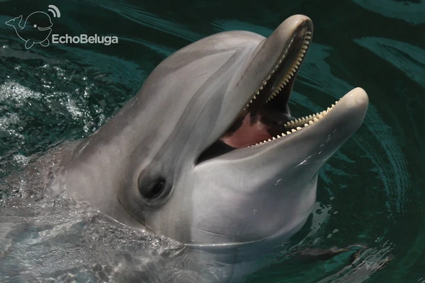 Mattie (SFDK) | Captive Cetaceans Wiki | Fandom
