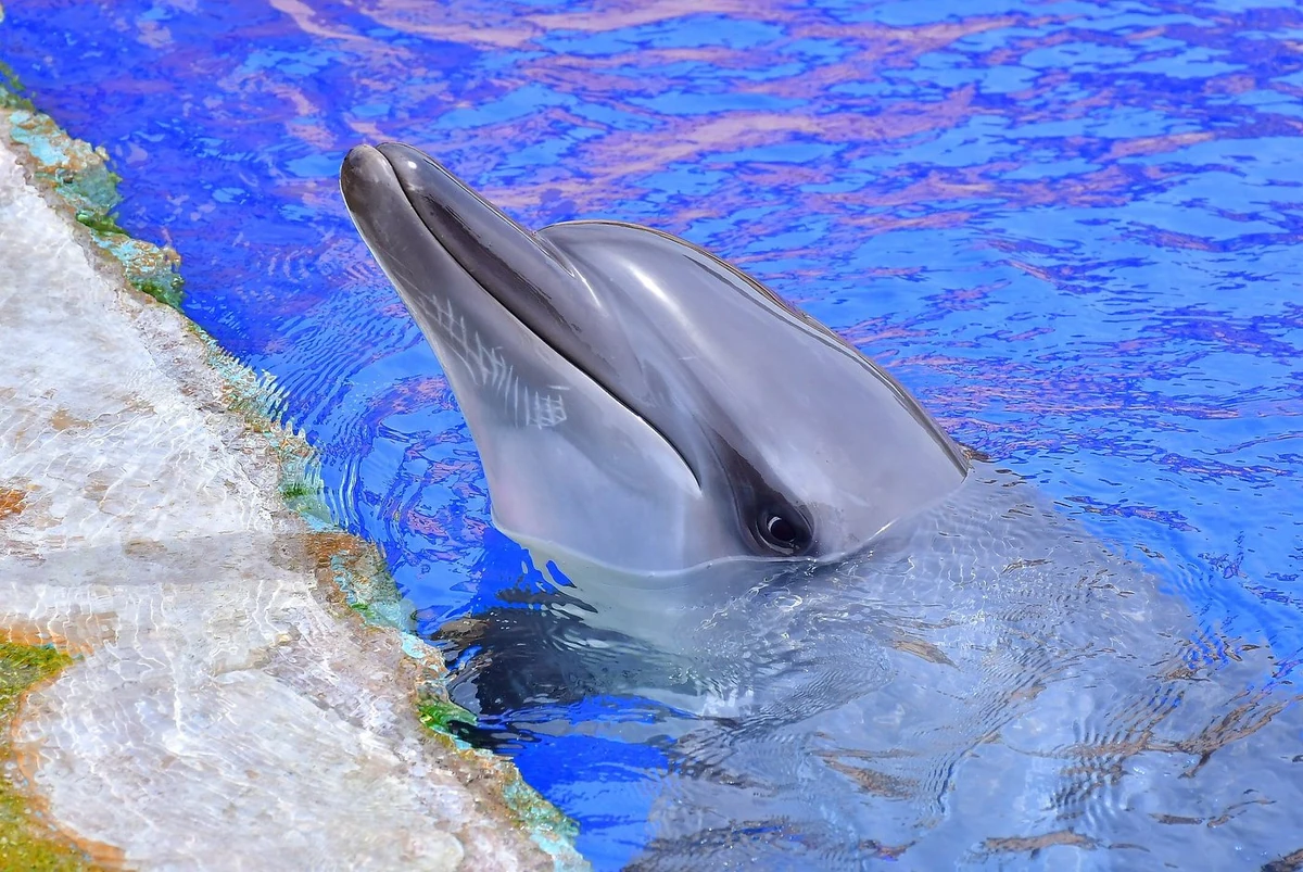 Pefale (ATP) | Captive Cetaceans Wiki | Fandom