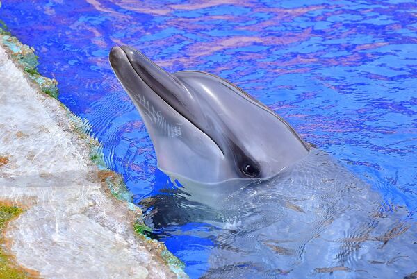 Pefale Atp Captive Cetaceans Wiki Fandom
