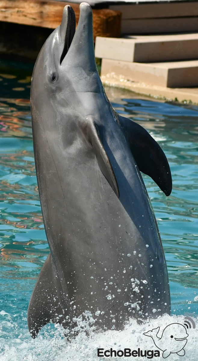 Sundance (MSQ) | Captive Cetaceans Wiki | Fandom