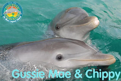 Chippy (DE) | Captive Cetaceans Wiki | Fandom