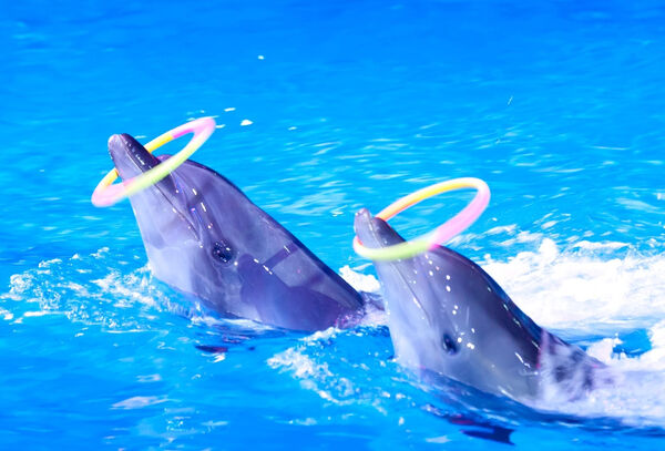 Fekla Ddm Captive Cetaceans Wiki Fandom