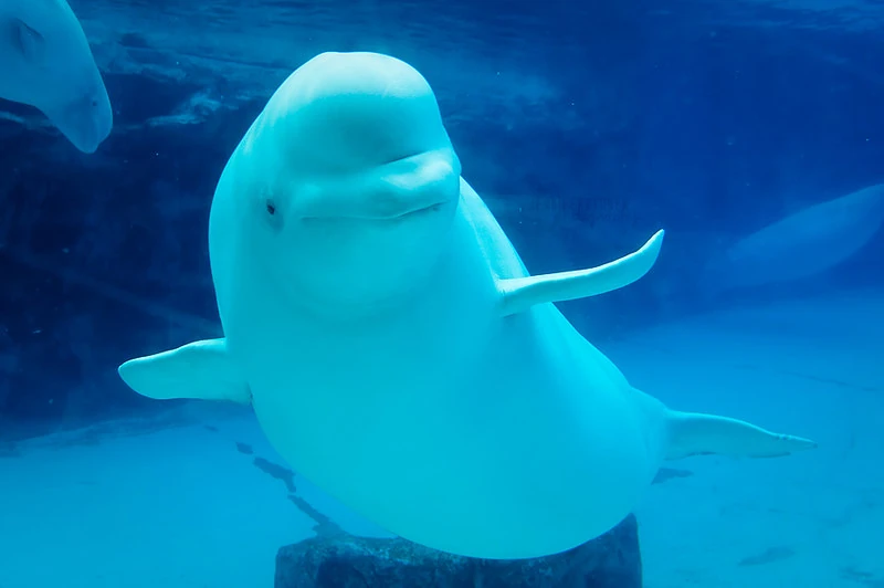 Xena (MLC) | Captive Cetaceans Wiki | Fandom