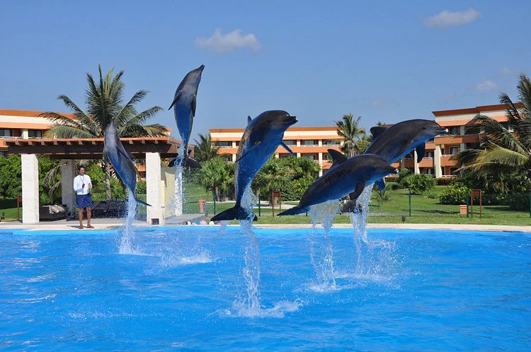 Dolphinaris Tulum | Captive Cetaceans Wiki | Fandom