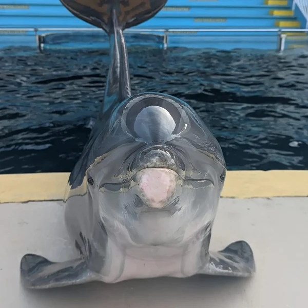 Gus (GWMP) | Captive Cetaceans Wiki | Fandom