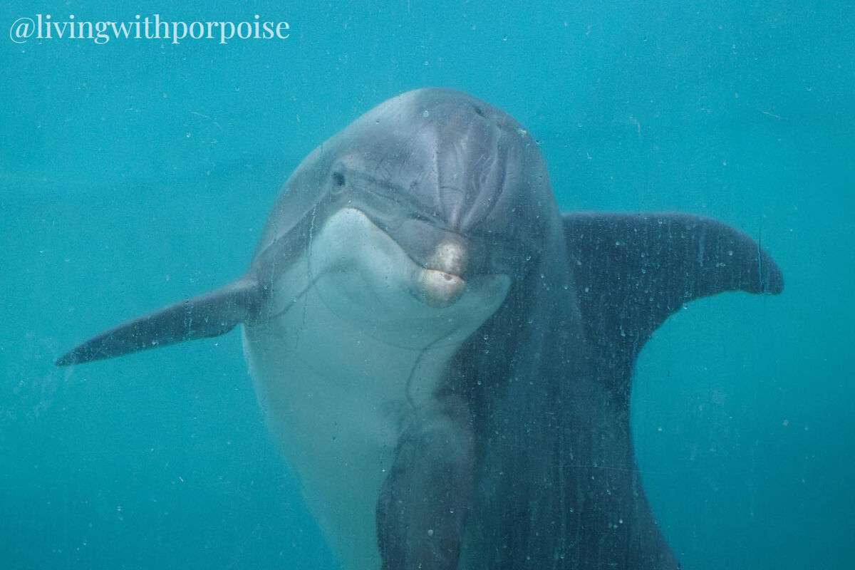 Clyde Swf Captive Cetaceans Wiki Fandom