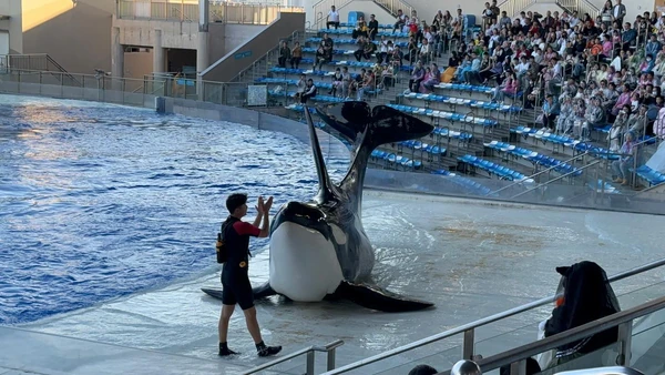 Panghu (SHOP) | Captive Cetaceans Wiki | Fandom