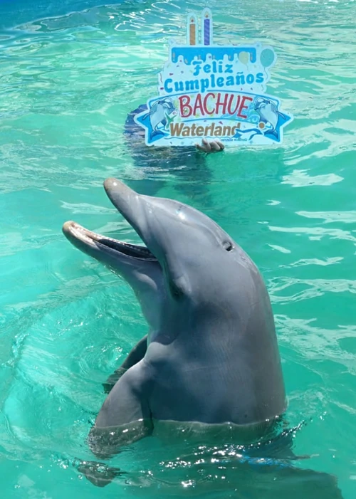 Bachue (WMM) | Captive Cetaceans Wiki | Fandom